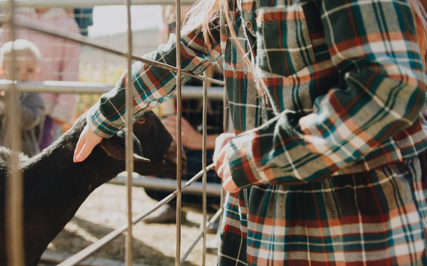 Farm Attractions — Pheasant Fields Farm