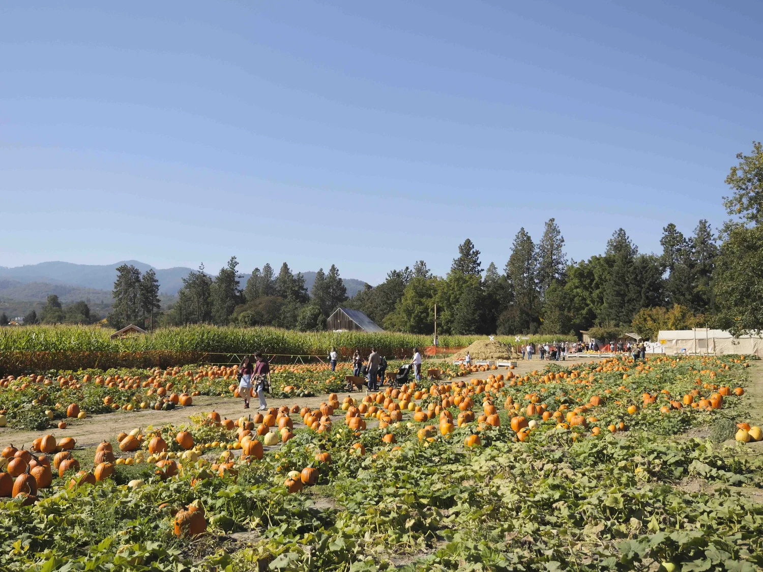 Pumpkin Patch — Pheasant Fields Farm