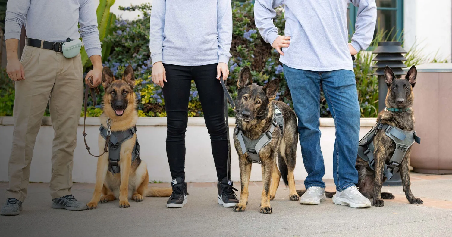 Our Dogs & Handlers — KBF