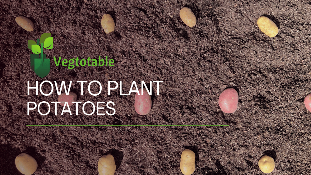 How to Plant Potatoes — Vegtotable