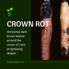 17 Carrot Diseases You’re Most Likely to Encounter — Vegtotable