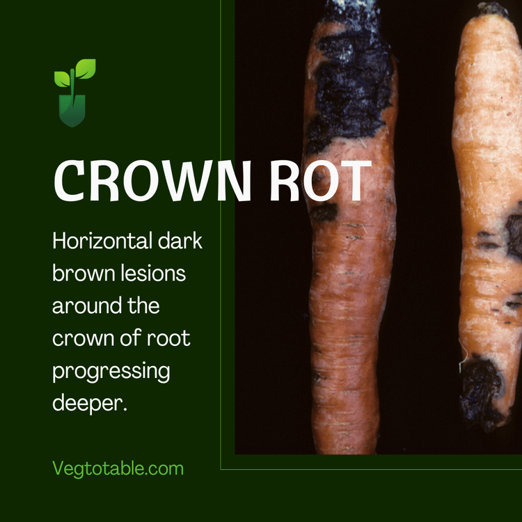 17 Carrot Diseases You’re Most Likely to Encounter — Vegtotable