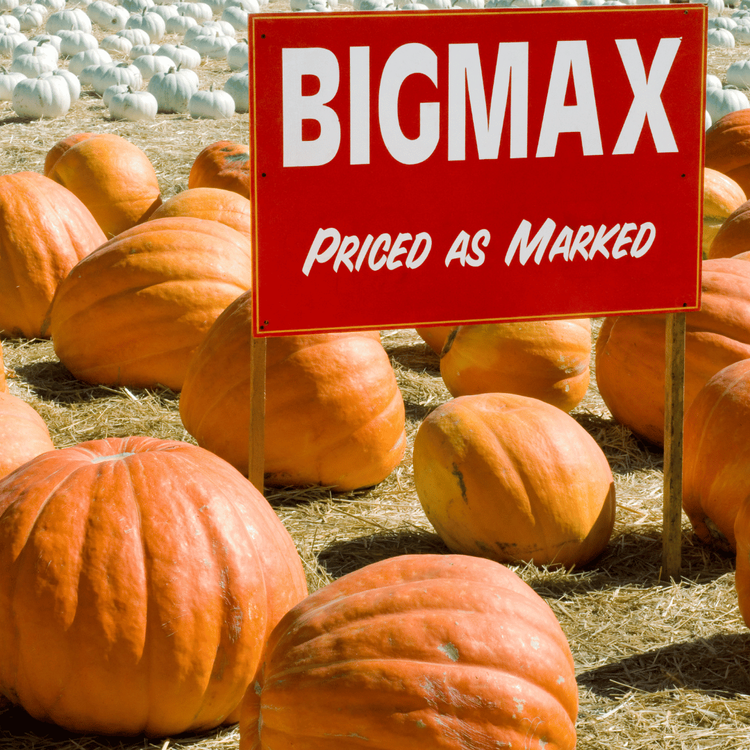 Types of Pumpkins [With Pictures] — Vegtotable
