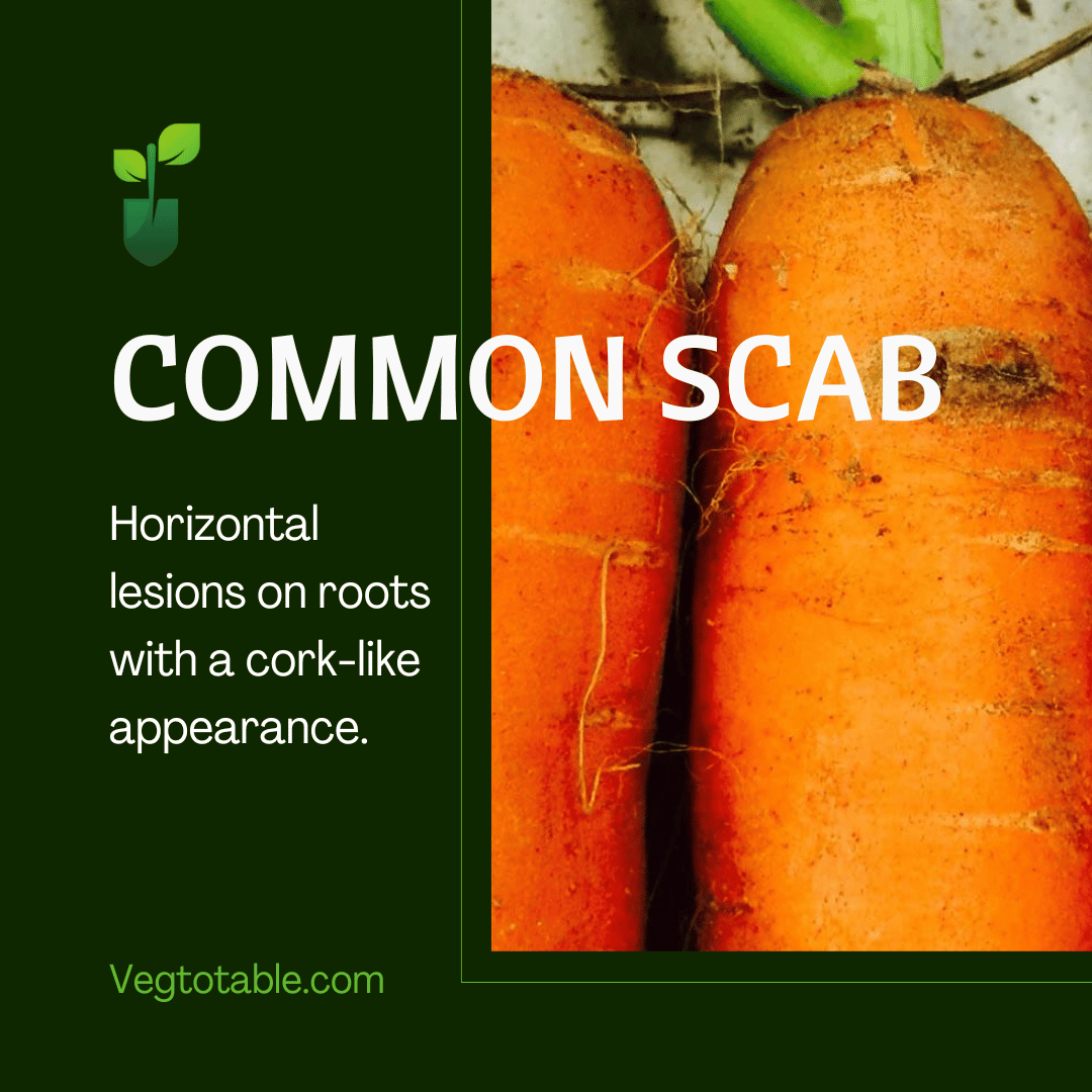 17 Carrot Diseases You’re Most Likely to Encounter — Vegtotable