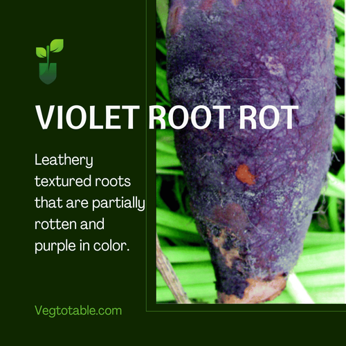 17 Carrot Diseases You’re Most Likely to Encounter — Vegtotable