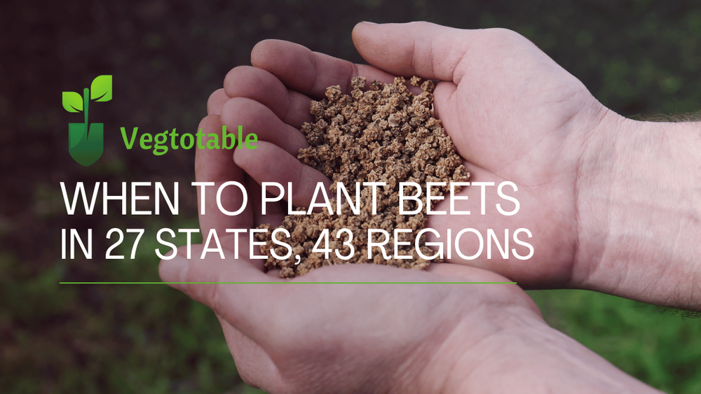 Growing Beets — Vegtotable