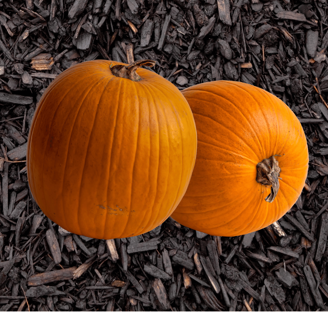 Types of Pumpkins [With Pictures] — Vegtotable