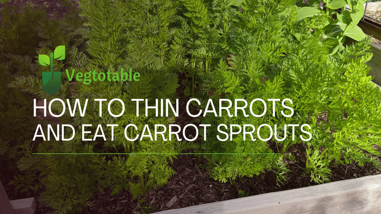 Growing Carrots — Vegtotable
