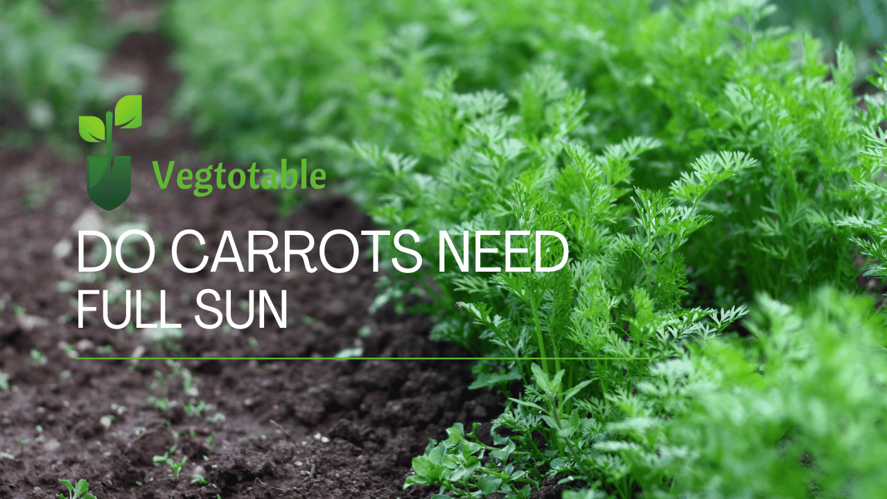 How Much Sun Do Carrots Require