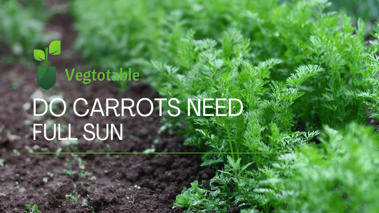 Growing Carrots — Vegtotable