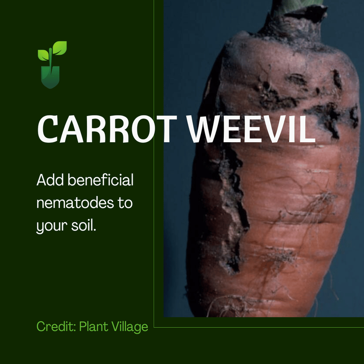 22 Carrot Pests [What to Look For This Year] — Vegtotable