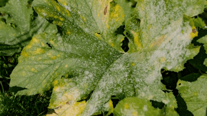 How Often to Water Pumpkins [And How to Save Water] — Vegtotable