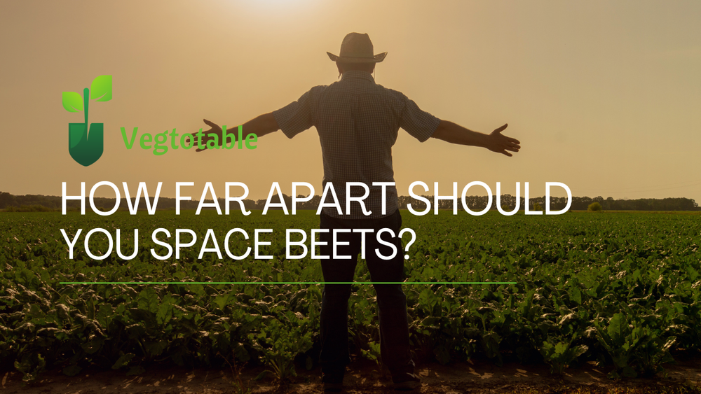 Growing Beets — Vegtotable