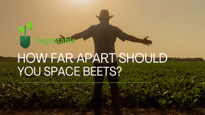 Growing Beets — Vegtotable