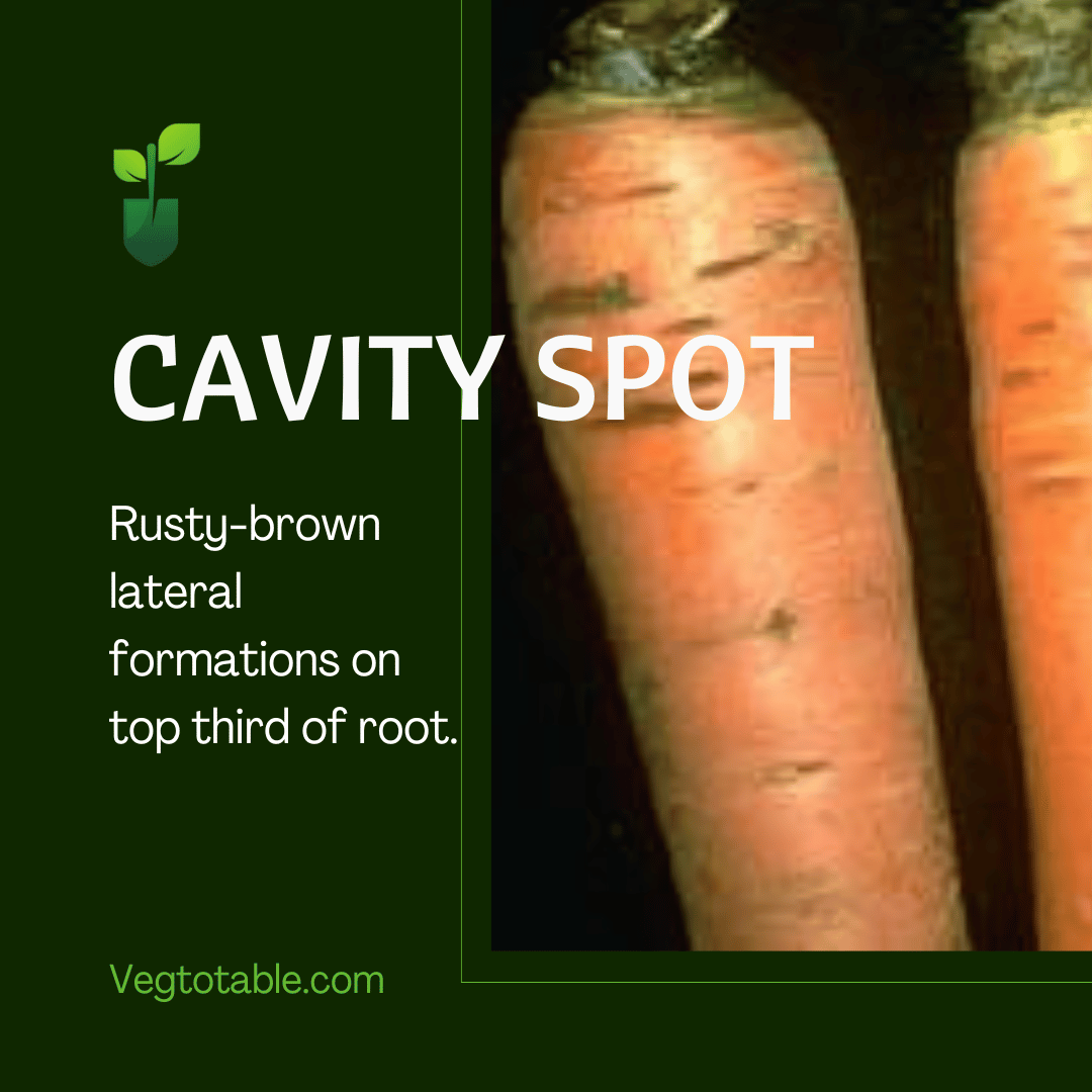 17 Carrot Diseases You’re Most Likely to Encounter — Vegtotable