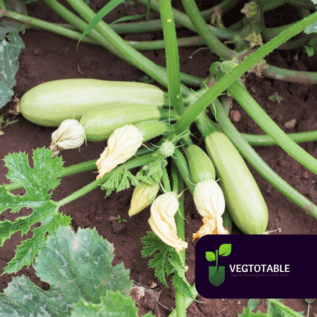 Types of Zucchini: Which One Should You Actually Grow? — Vegtotable