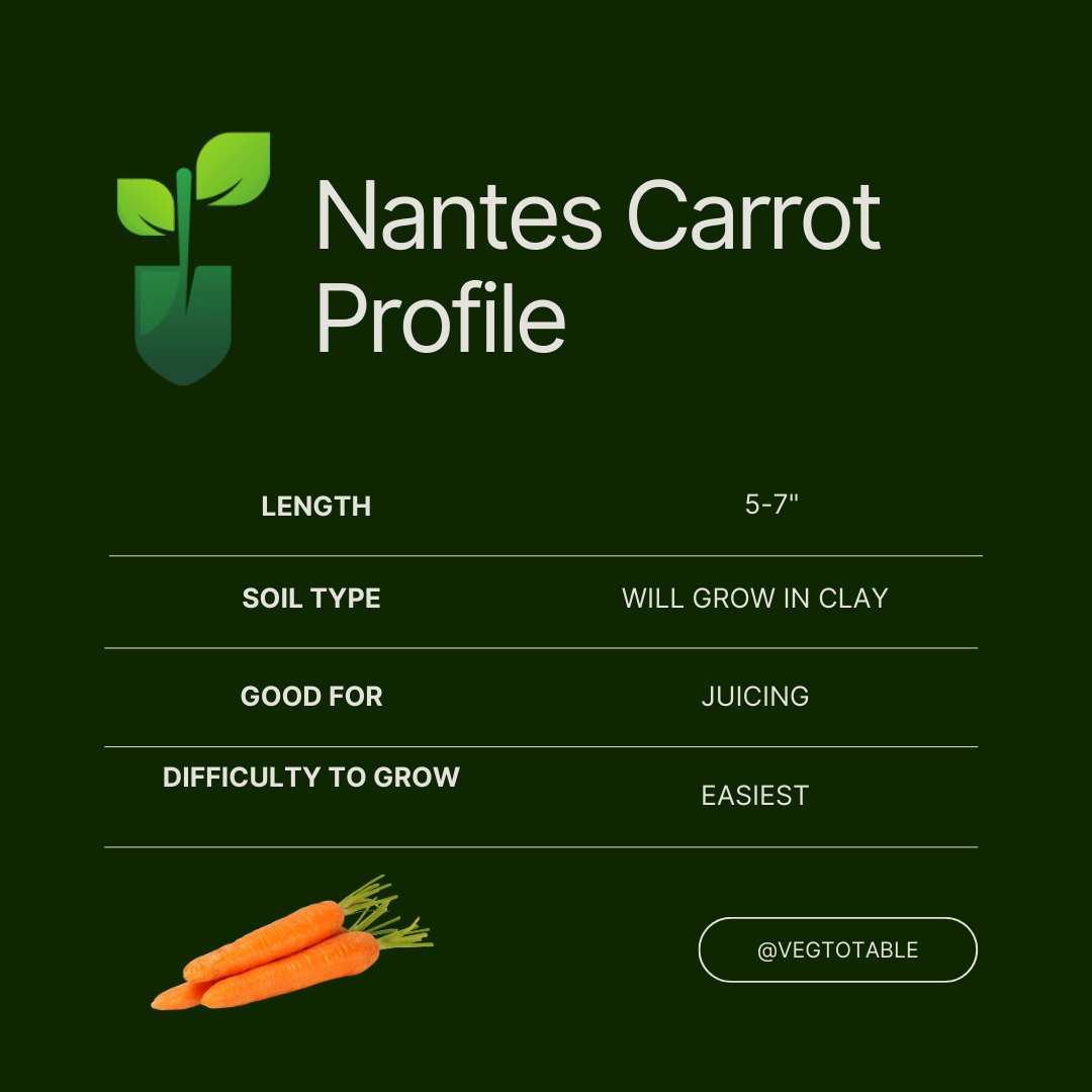 5 Types of Carrots to Grow This Year — Vegtotable