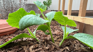 How Often to Water Pumpkins [And How to Save Water] — Vegtotable