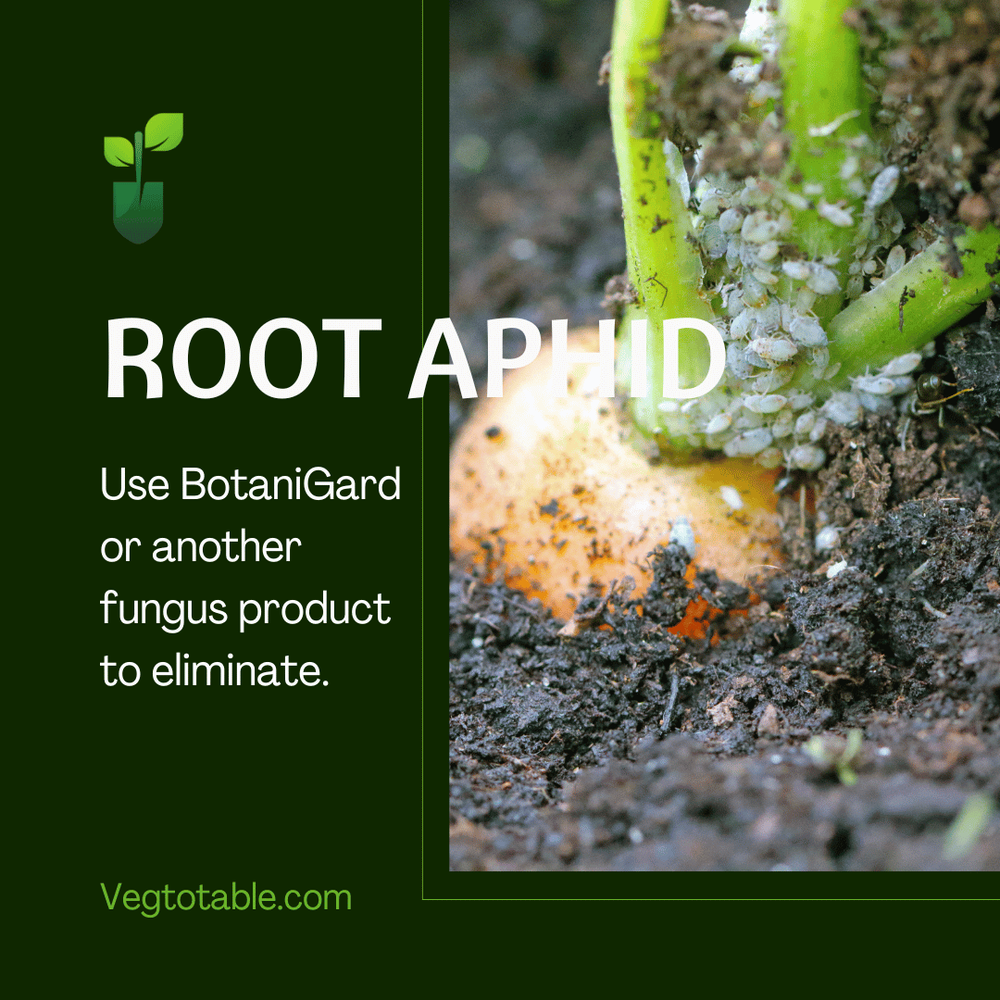 22 Carrot Pests [What to Look For This Year] — Vegtotable