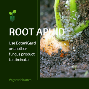 22 Carrot Pests [What to Look For This Year] — Vegtotable