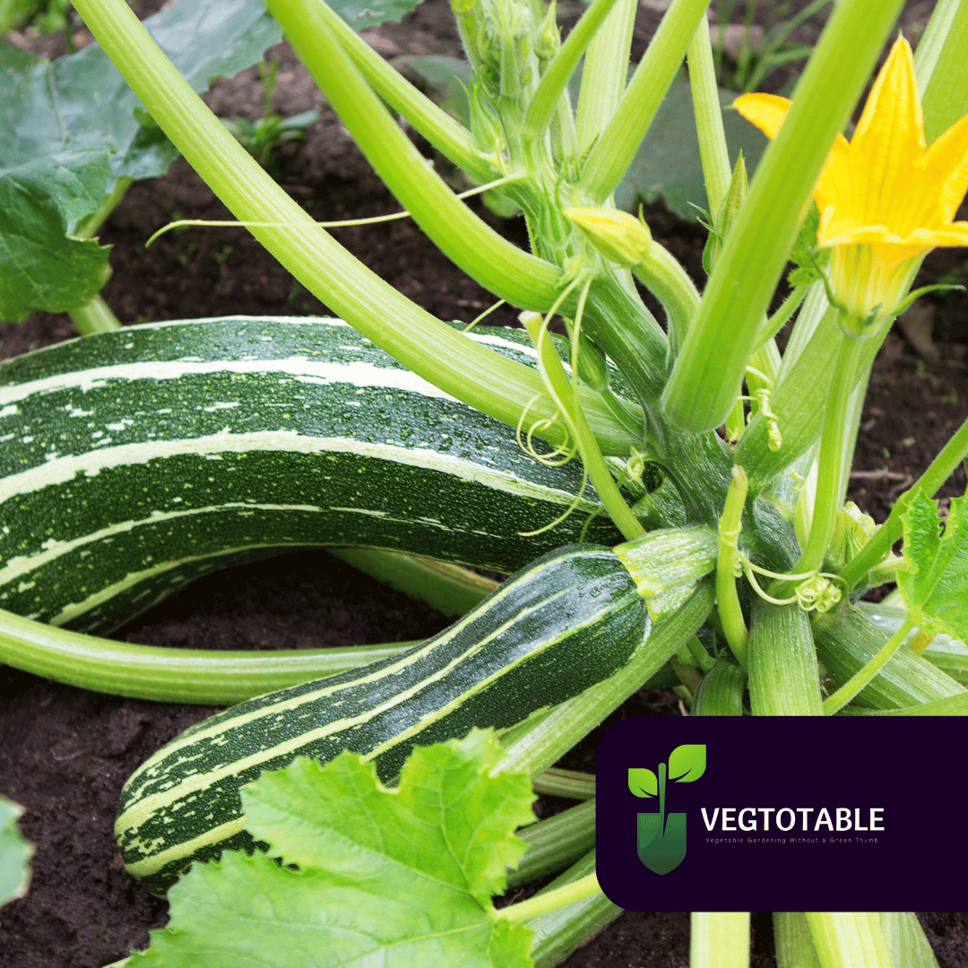 Types of Zucchini: Which One Should You Actually Grow? — Vegtotable