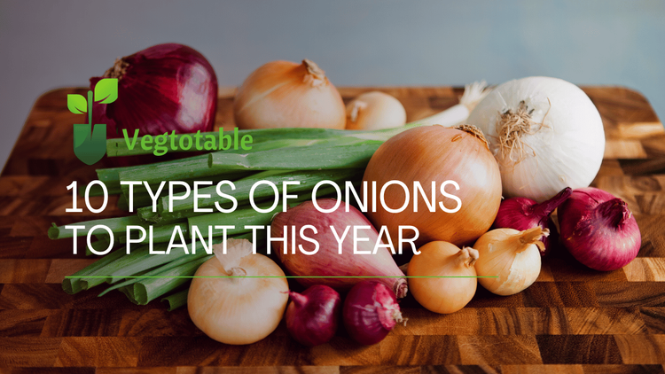 Types of Onions to Plant This Year — Vegtotable