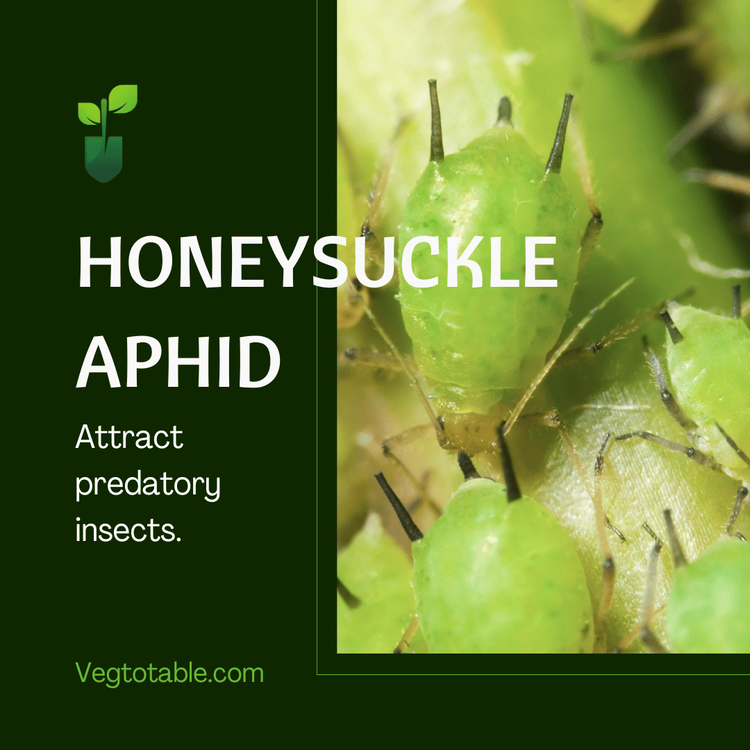 22 Carrot Pests [What to Look For This Year] — Vegtotable