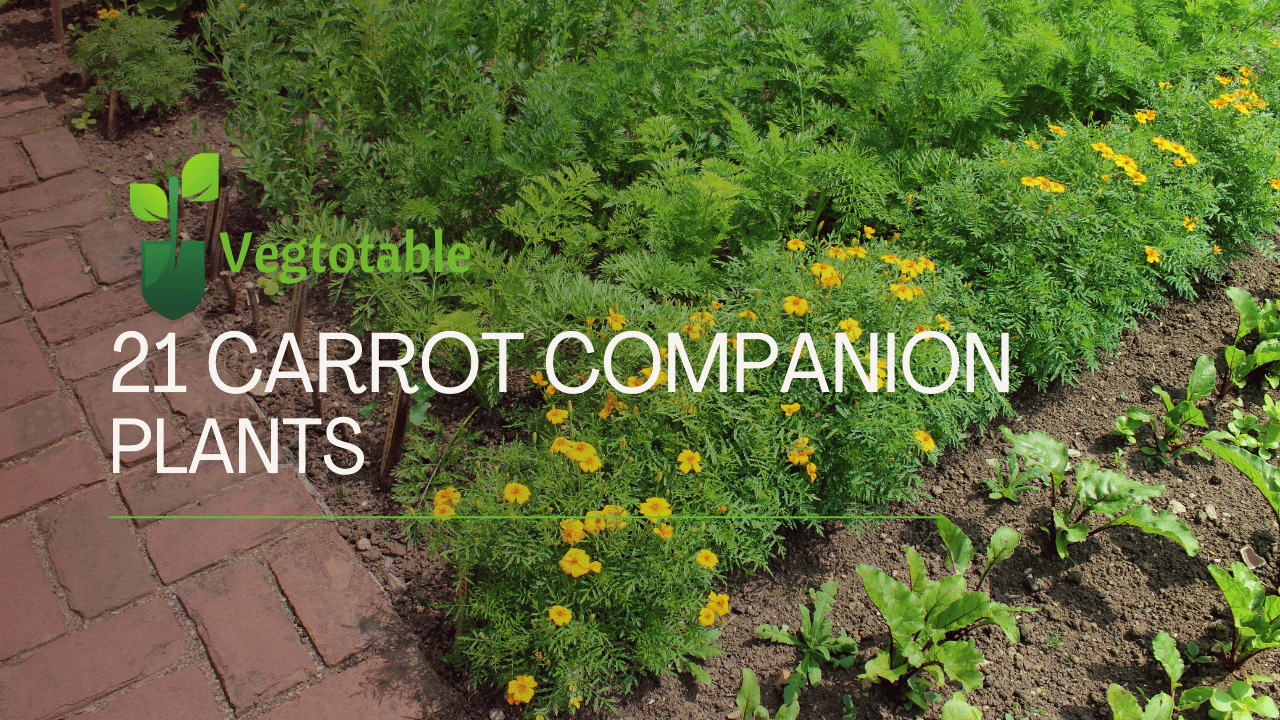 21 Carrot Companion Plants [Deter Pests, Improve Soil, Maximize Space ...
