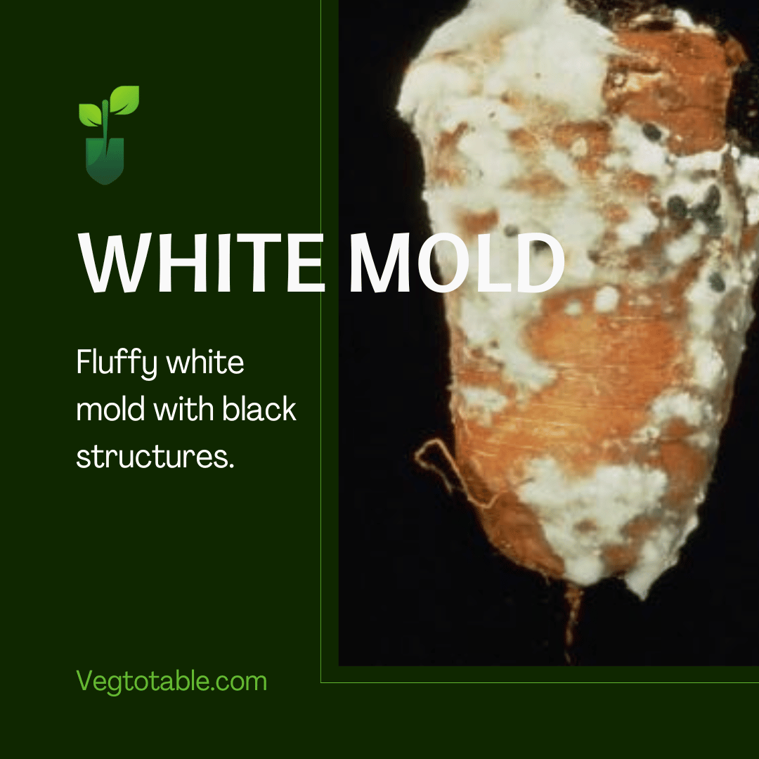 17 Carrot Diseases You’re Most Likely to Encounter — Vegtotable