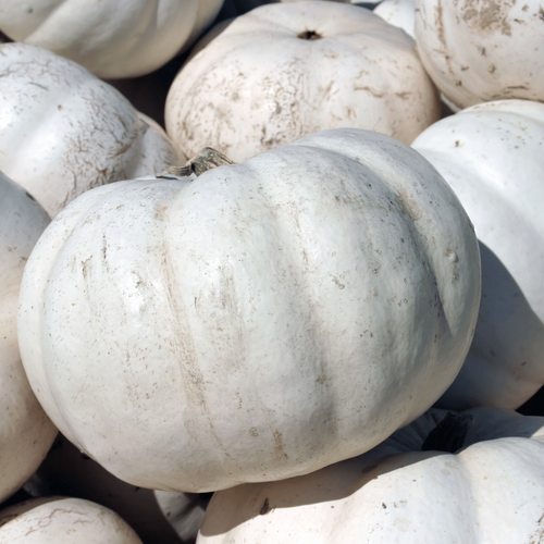 Types of Pumpkins [With Pictures] — Vegtotable