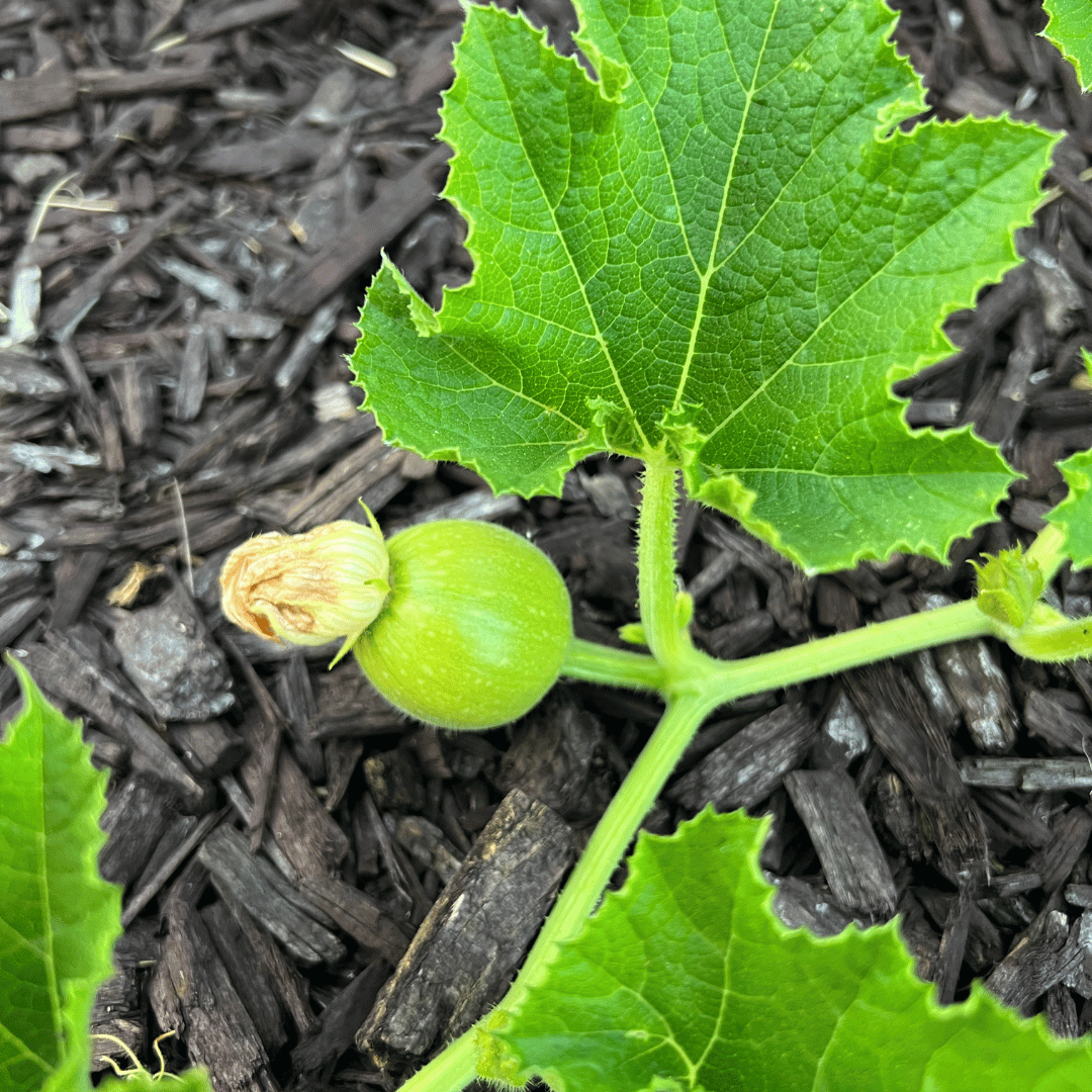 Pumpkin Fertilizer [What to Use, How to Use It] — Vegtotable