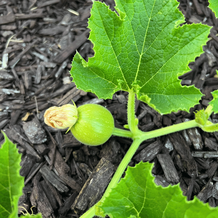 Pumpkin Fertilizer [What to Use, How to Use It] — Vegtotable