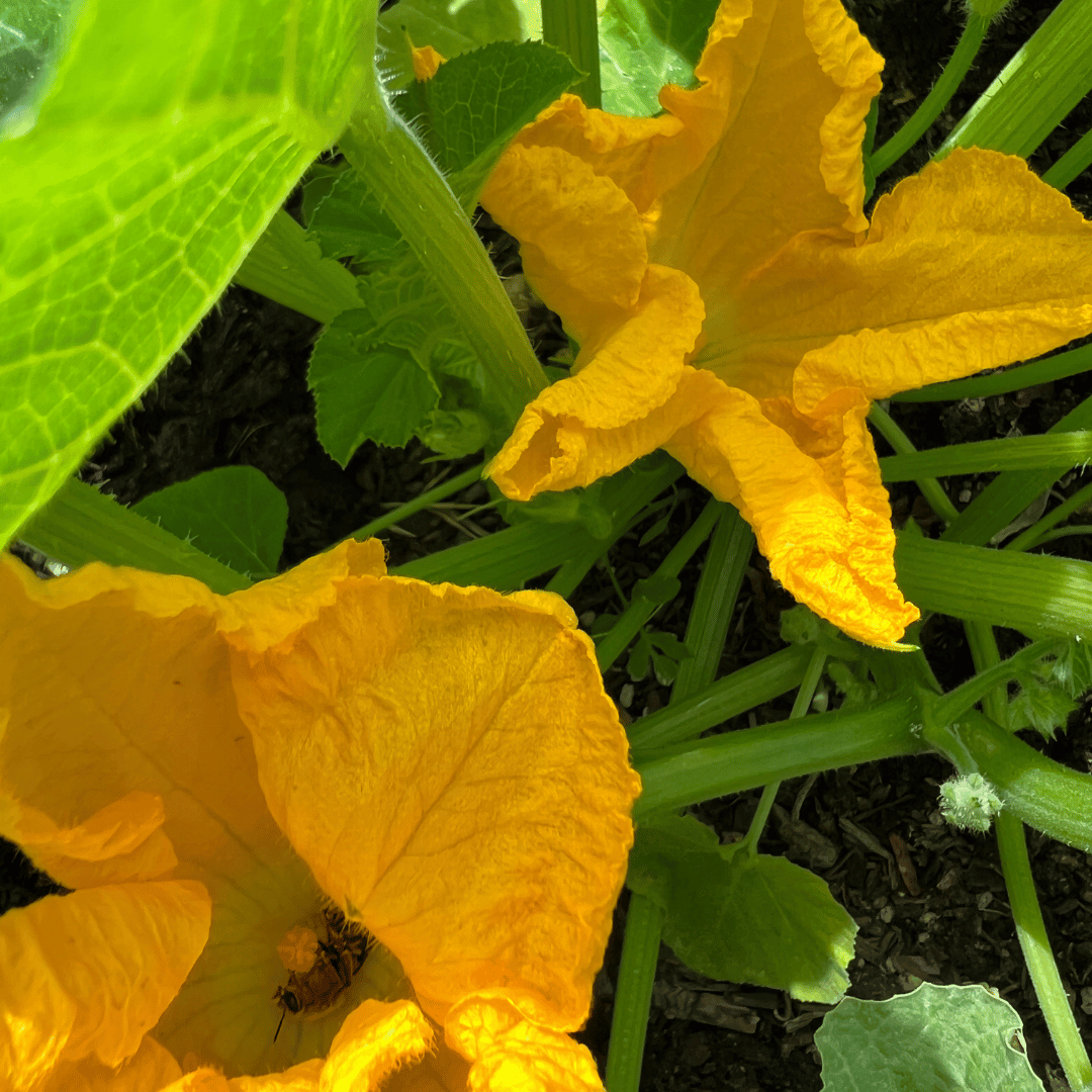 Pumpkin Fertilizer [What to Use, How to Use It] — Vegtotable