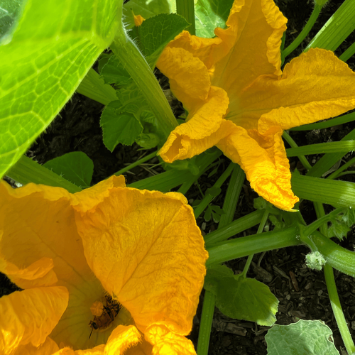 Pumpkin Fertilizer [What to Use, How to Use It] — Vegtotable