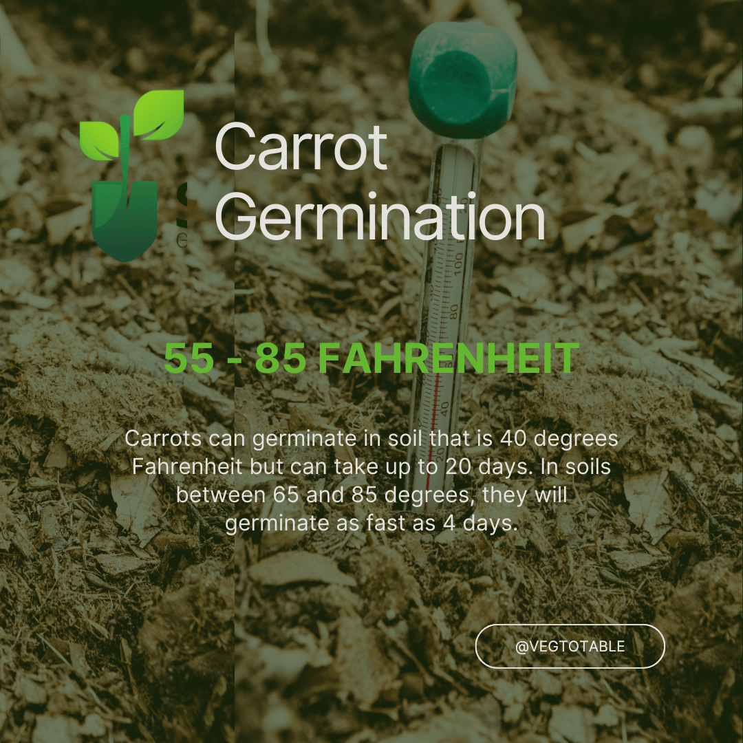 When to Plant Carrots [26 States, 30 Regions] — Vegtotable