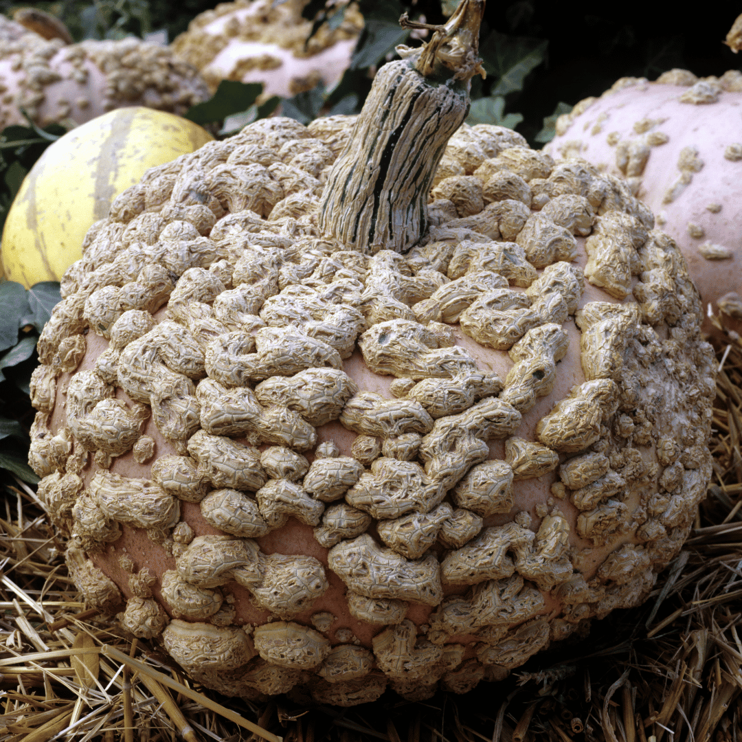Types of Pumpkins [With Pictures] — Vegtotable