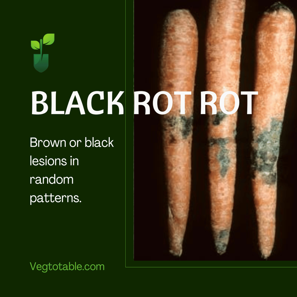 17 Carrot Diseases You’re Most Likely to Encounter — Vegtotable