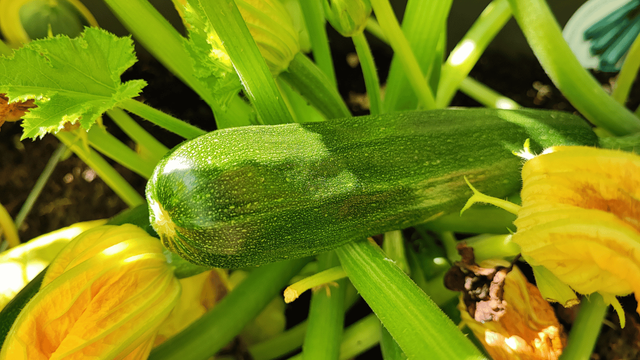 How to Grow Zucchini — Vegtotable