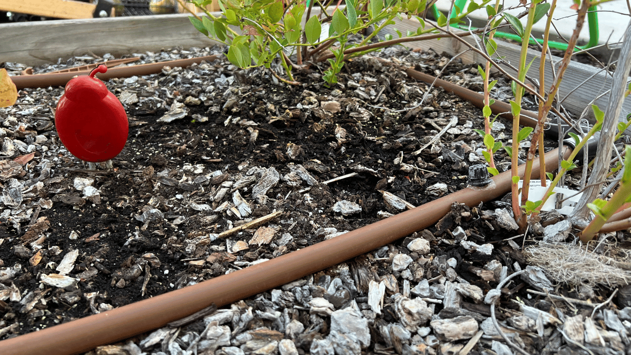 How Often to Water Pumpkins [And How to Save Water] — Vegtotable