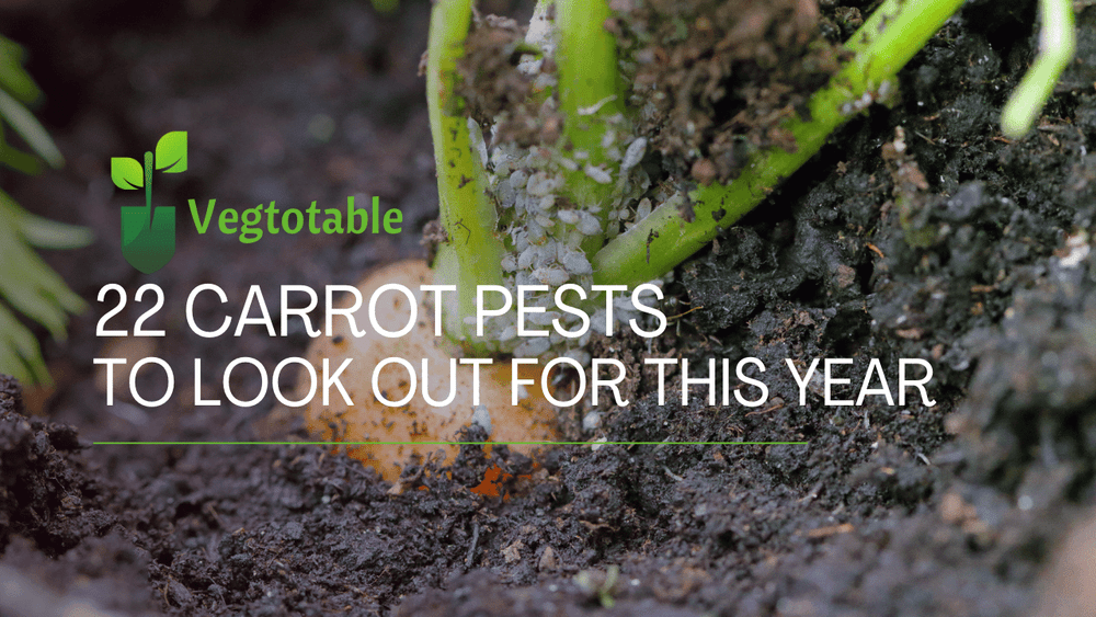 22 Carrot Pests [What to Look For This Year] — Vegtotable