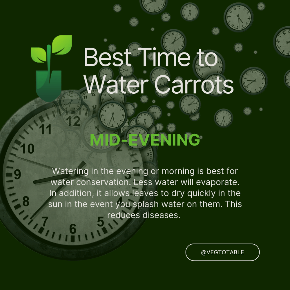 How Much Water Do Carrots Need — Vegtotable
