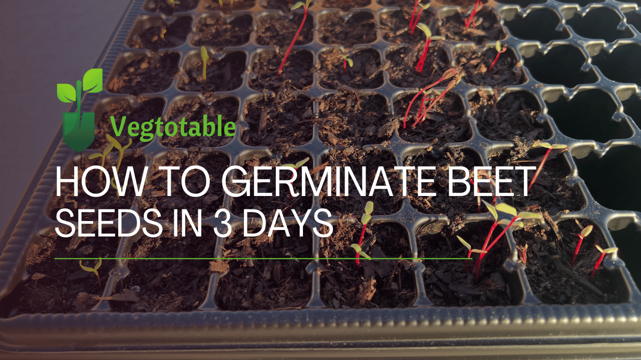 Beet Germination Time [And How to Speed It Up] — Vegtotable