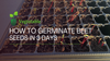 Beet Germination Time [And How to Speed It Up] — Vegtotable