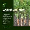 17 Carrot Diseases You’re Most Likely to Encounter — Vegtotable