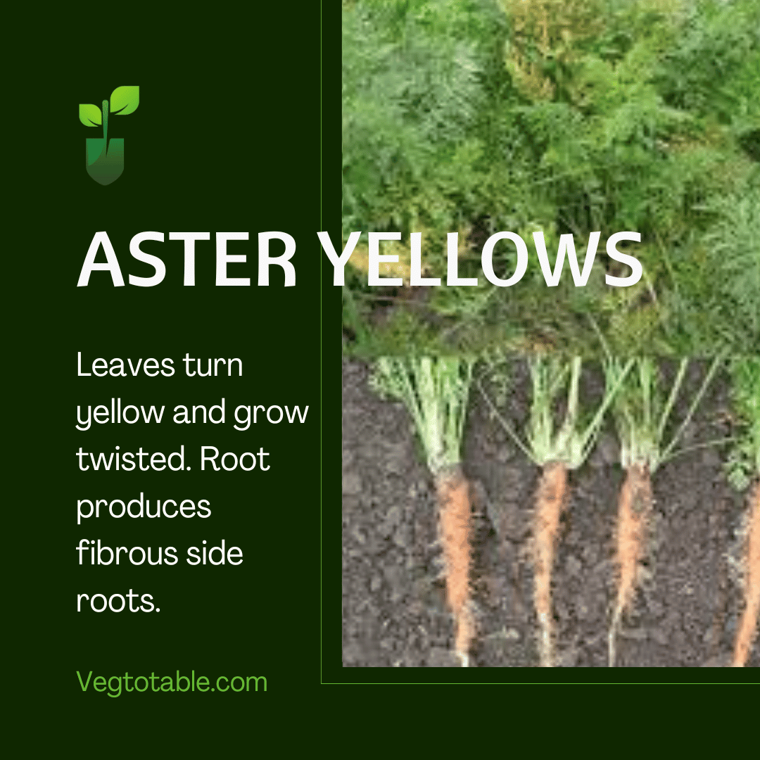 17 Carrot Diseases You’re Most Likely to Encounter — Vegtotable