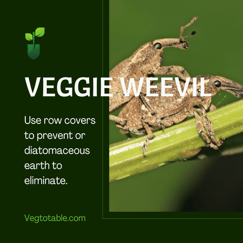 22 Carrot Pests [What to Look For This Year] — Vegtotable