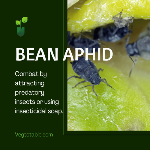 22 Carrot Pests [What to Look For This Year] — Vegtotable