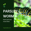22 Carrot Pests [What to Look For This Year] — Vegtotable