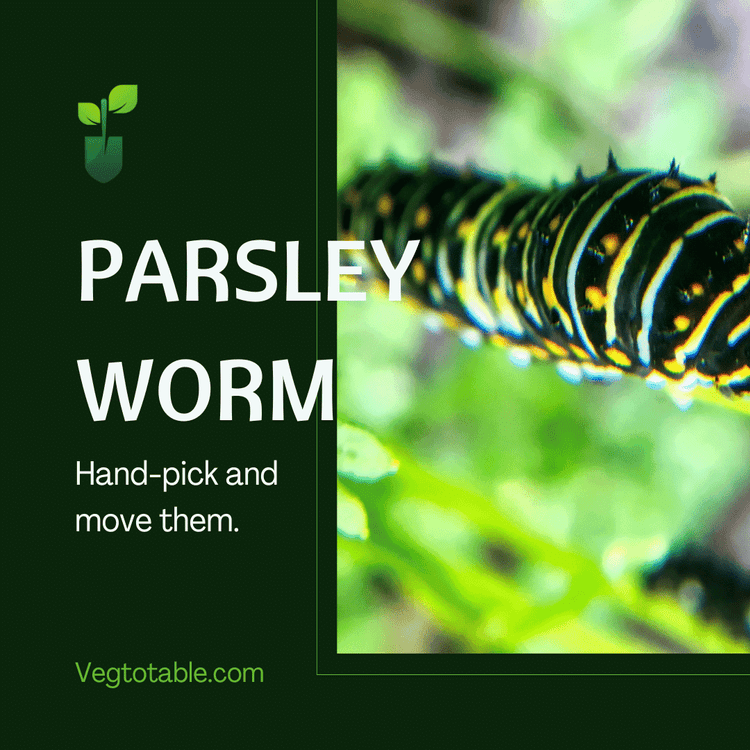22 Carrot Pests [What to Look For This Year] — Vegtotable