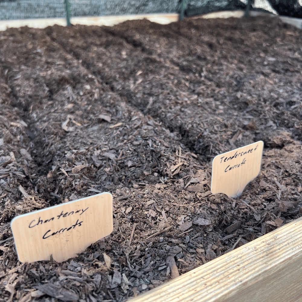 How to Plant Carrots [For Your Biggest Harvest Ever] — Vegtotable